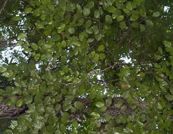 Naseera Botanical Garden