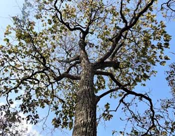 Naseera Botanical Garden