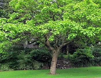 Naseera Botanical Garden